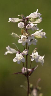 Penstemon Digitalis Foxglove Beardtongue