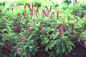 Native Plants - Dyck Arboretum
