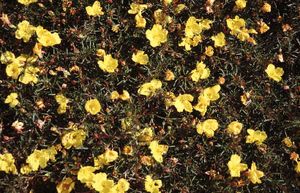 Native Plants - Dyck Arboretum