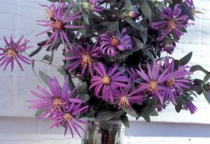 Native Plants - Dyck Arboretum