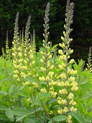 Native Plants - Dyck Arboretum